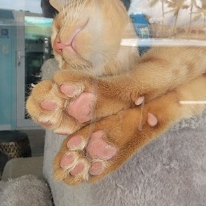 TOE BEANS AND DREAMS ADOPTION CAFE - 126 Photos & 27 Reviews - 98-199 ...