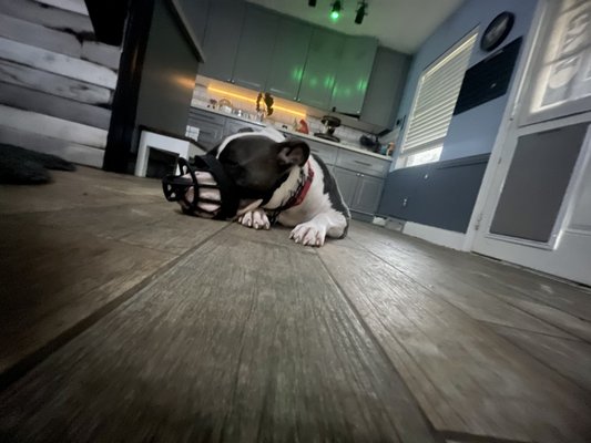 KANYE CORSO TRAINING - Updated November 2025 - 24 Photos - 1910 Kings ...