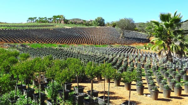 MOON VALLEY NURSERIES - Updated October 2025 - 630 Photos & 715 Reviews - 26334 Mesa Rock Rd ...