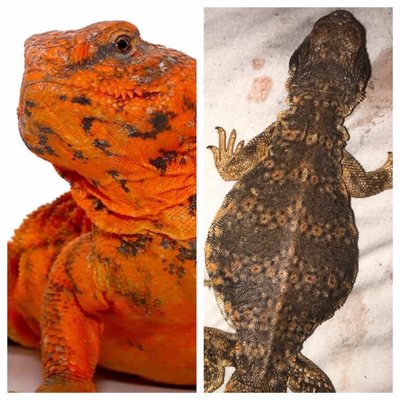 UNDERGROUND REPTILES - Updated August 2024 - 291 Photos & 215 Reviews ...