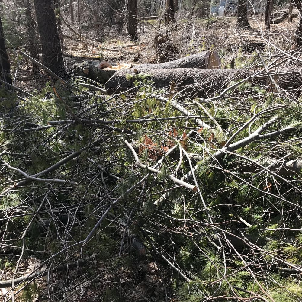 DAVE’S TREE SERVICE - Updated October 2025 - 21 Reviews - 72 Kingston ...