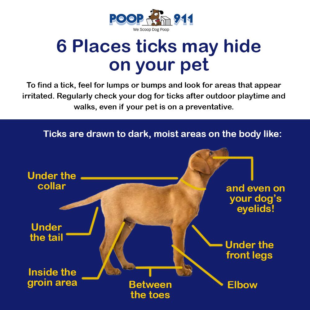 POOP 911 - Updated April 2025 - Request a Quote - 11 Photos - Leesburg ...