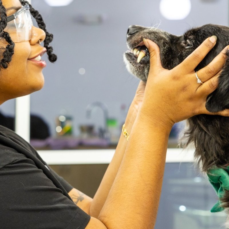 HONNAS VETERINARY - Updated March 2026 - 12 Photos & 15 Reviews - 1615 ...