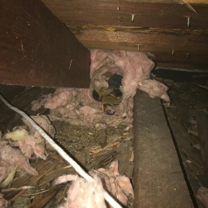 RODENT SOLUTION - Updated April 2025 - 78 Photos & 35 Reviews - Los ...