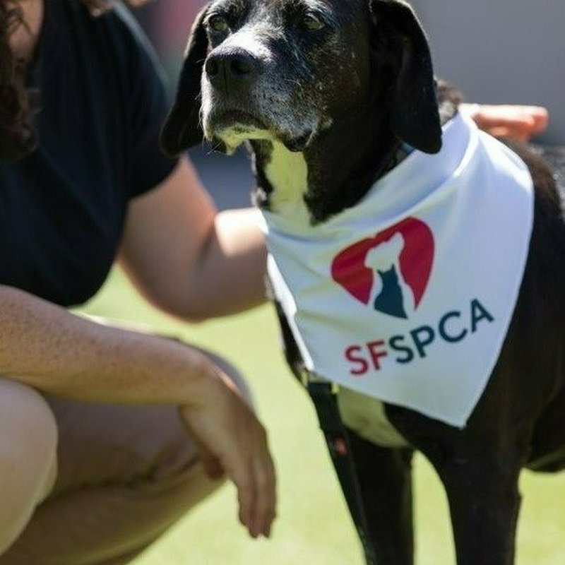 SAN FRANCISCO SPCA ADOPTION CENTER - Updated October 2025 - 456 Photos ...
