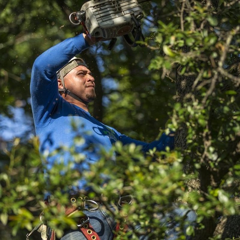 TEXAS TREE SURGEONS - Updated December 2025 - 94 Photos & 131 Reviews ...