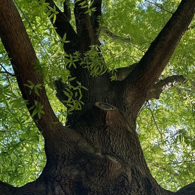 JL TREE SERVICE - Updated December 2025 - 138 Photos & 148 Reviews ...