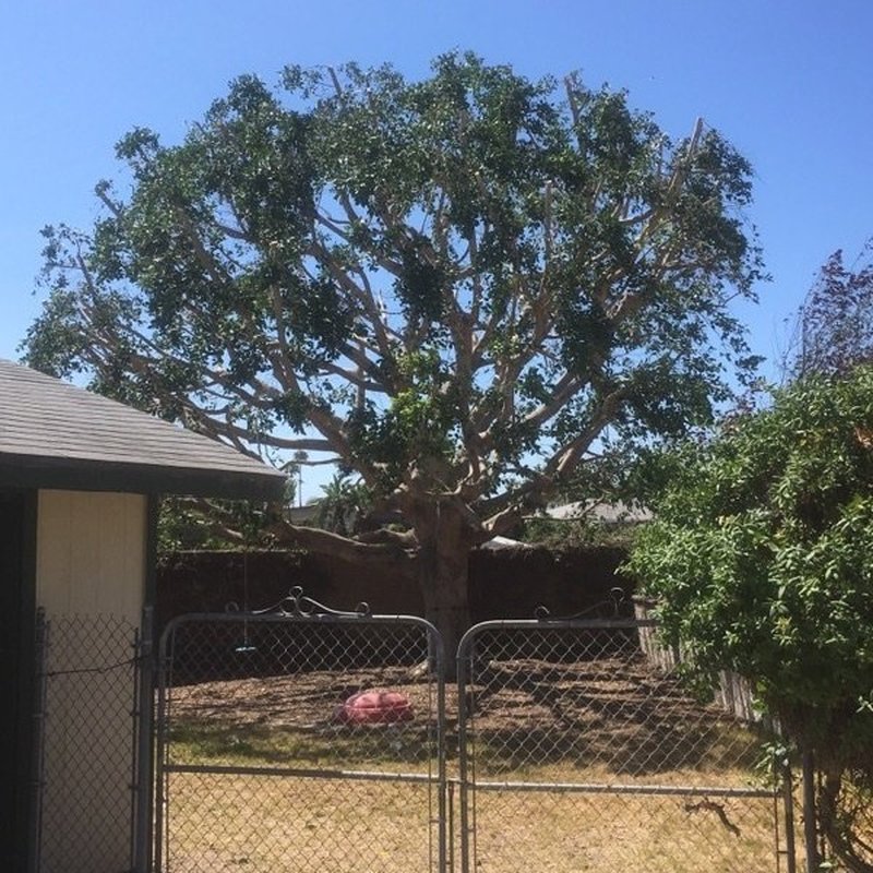 ALL ACCESS TREE CARE - Updated December 2025 - 185 Photos & 315 Reviews ...