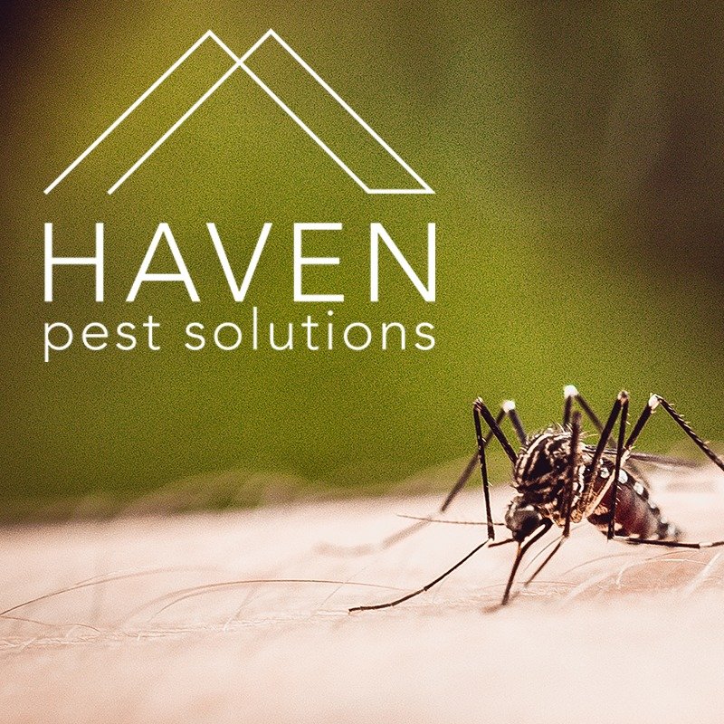HAVEN PEST SOLUTIONS - Updated December 2025 - 31 Reviews - 990 ...