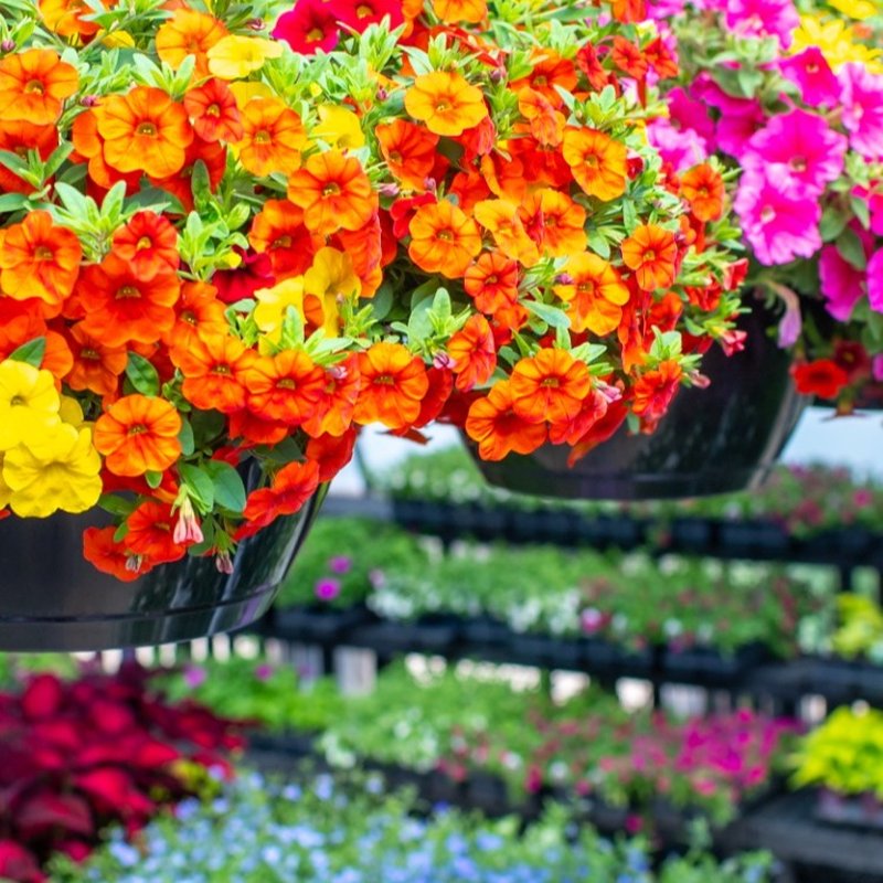 PINE LANE NURSERY - Updated April 2025 - 238 Photos & 49 Reviews ...