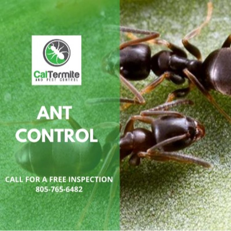 CAL TERMITE AND PEST CONTROL - Updated July 2025 - 693 Photos & 299 ...