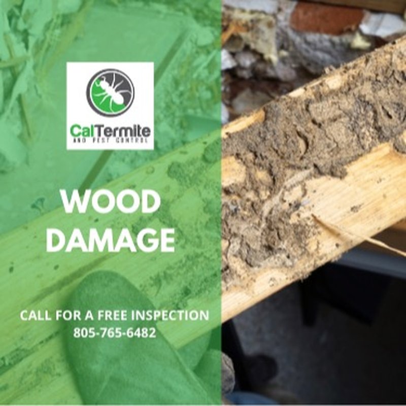 CAL TERMITE AND PEST CONTROL - Updated October 2025 - 705 Photos & 310 ...