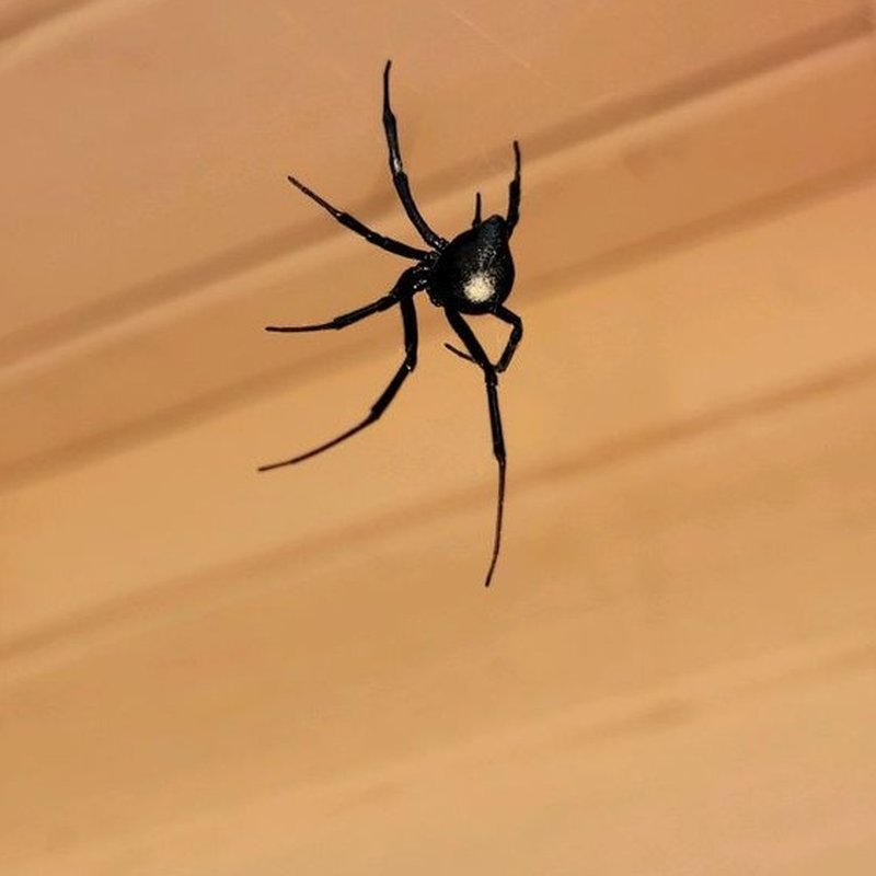 FAST ACTION PEST CONTROL - Updated January 2026 - 138 Photos & 763 ...