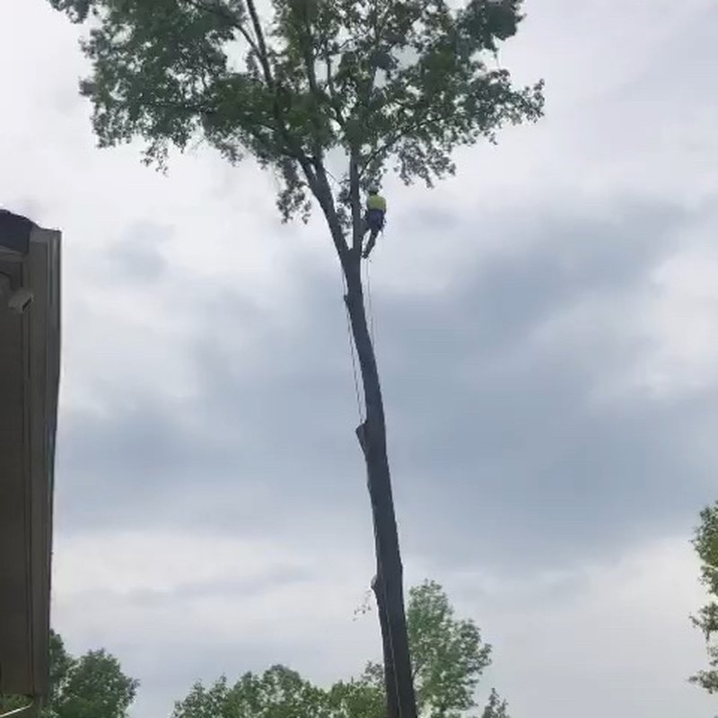 M&J TREE SERVICE - Updated December 2025 - 41 Photos & 11 Reviews ...