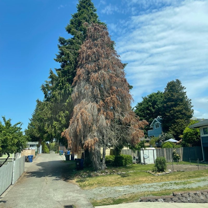 SEATTLE TREE CARE - Updated December 2025 - 251 Photos & 135 Reviews ...