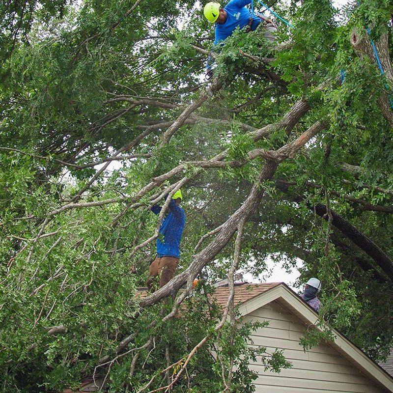 TEXAS TREE SURGEONS - Updated December 2025 - 94 Photos & 131 Reviews ...