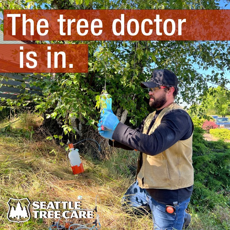 SEATTLE TREE CARE - Updated December 2025 - 251 Photos & 135 Reviews ...