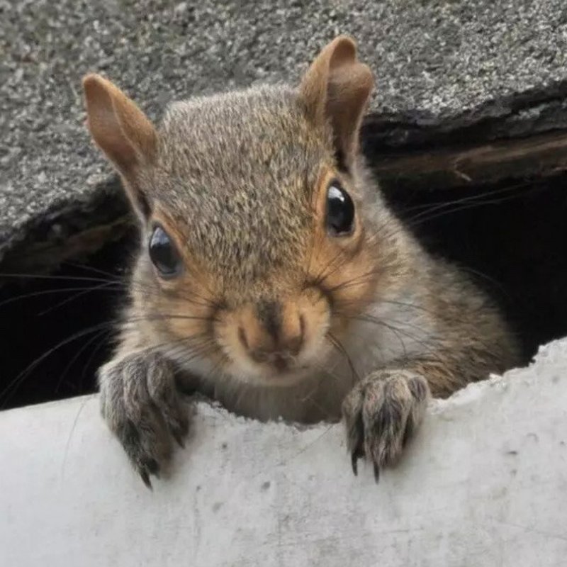 MAYDAY PEST CONTROL - Updated January 2026 - 17 Photos & 39 Reviews ...