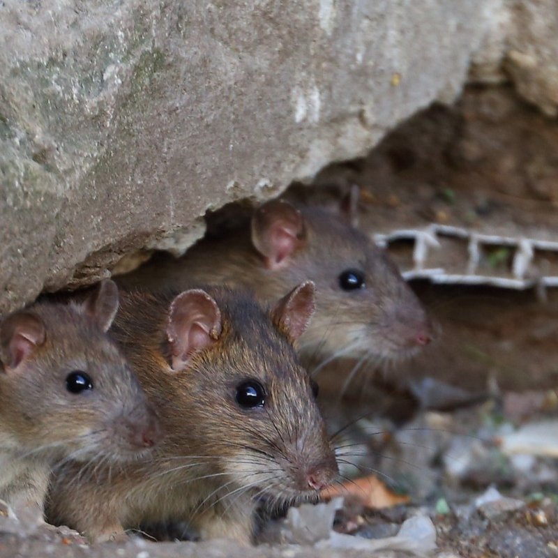 ECOGUARD PEST MANAGEMENT - Updated December 2025 - 40 Photos & 196 ...