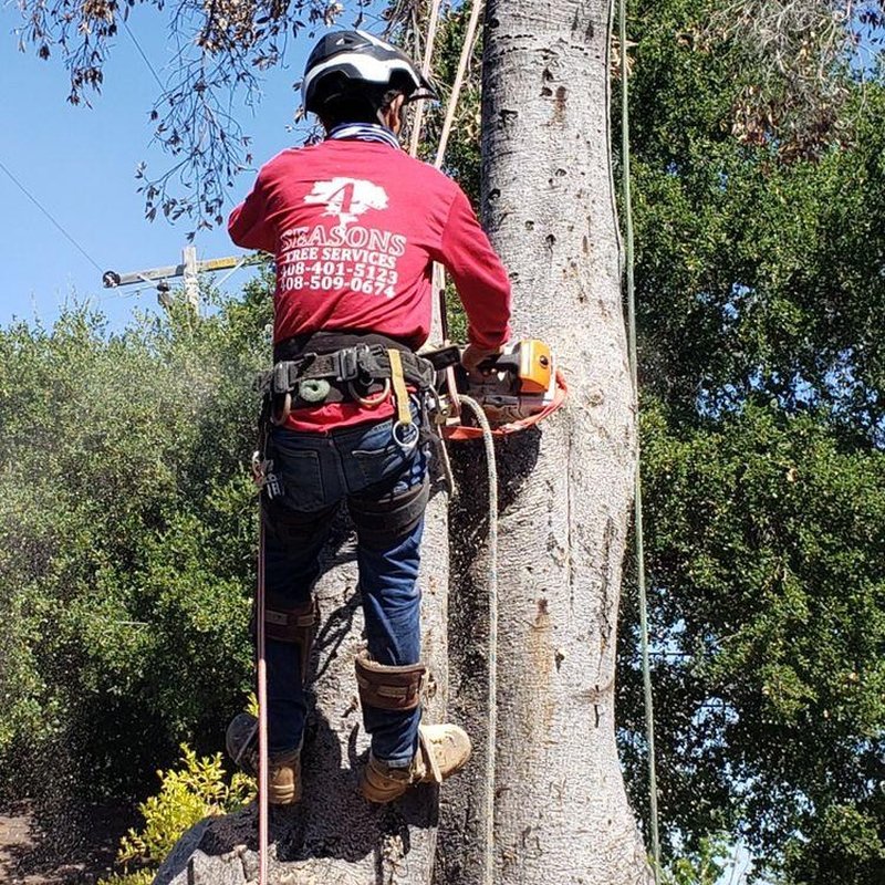 4 SEASONS TREE SERVICES - Updated October 2025 - 78 Photos & 132 ...