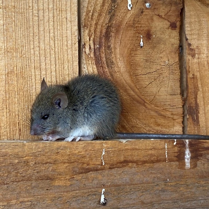 FAST ACTION PEST CONTROL - Updated January 2026 - 138 Photos & 763 ...