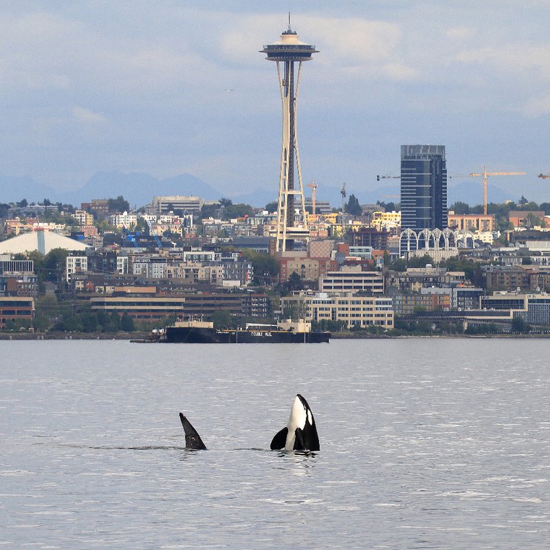 PUGET SOUND EXPRESS - Updated December 2025 - 231 Photos & 93 Reviews ...