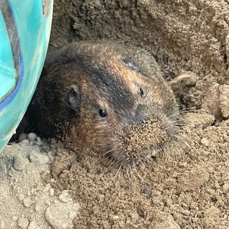 HECTORS GOPHER CONTROL - Updated November 2025 - 244 Photos & 59 ...