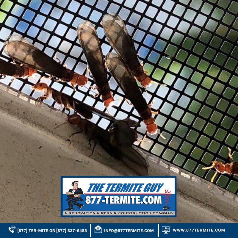 THE TERMITE GUY - Updated September 2025 - 80 Photos & 507 Reviews ...