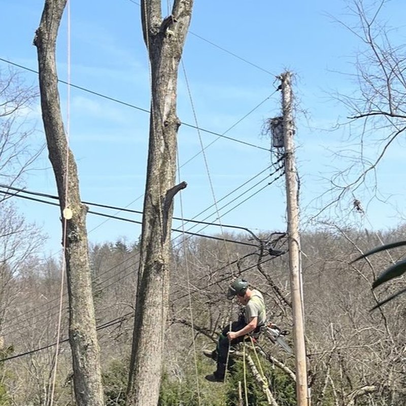 JJ TREE SERVICE - Updated October 2025 - 17 Photos - Gibsonia ...