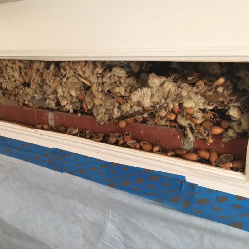 SO CAL PEST CONTROL - Updated May 2026 - 55 Reviews - 27 W Anapamu St ...