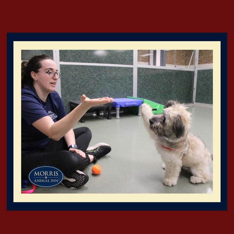 MORRIS ANIMAL INN - Updated August 2025 - 99 Photos & 107 Reviews - 120 ...