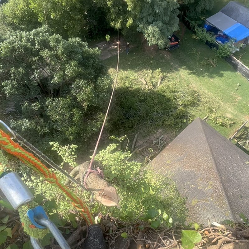 M&J TREE SERVICE - Updated December 2025 - 41 Photos & 11 Reviews ...