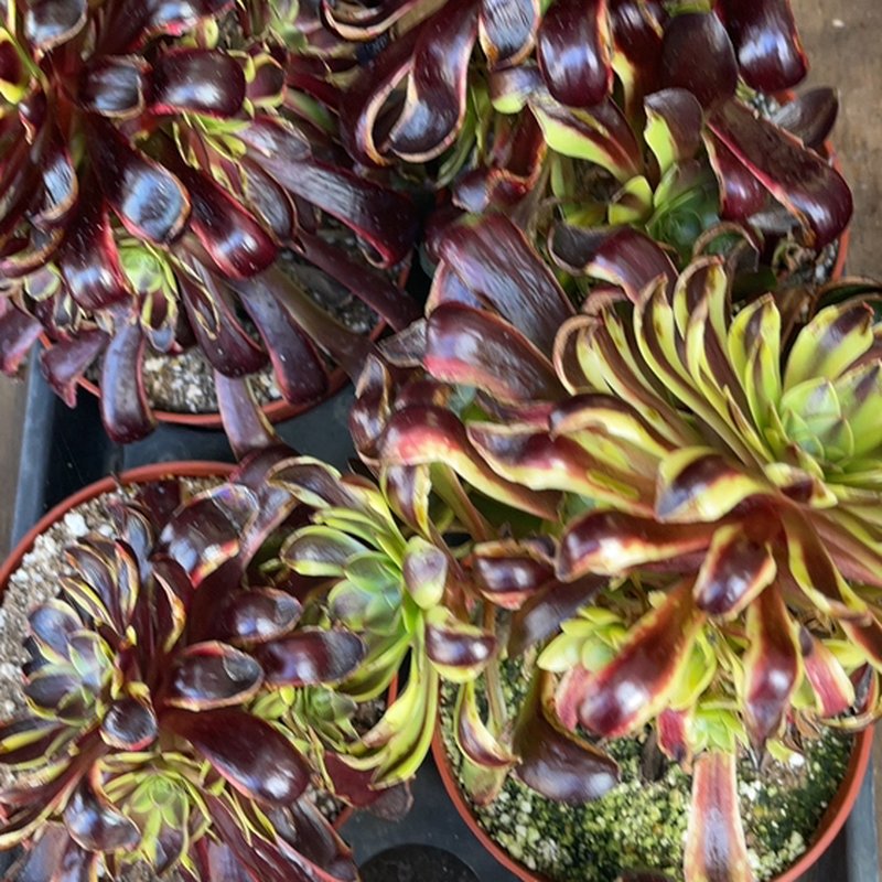 SHUNA’S SUCCULENT HOUSE - Updated December 2025 - 169 Photos & 47 ...