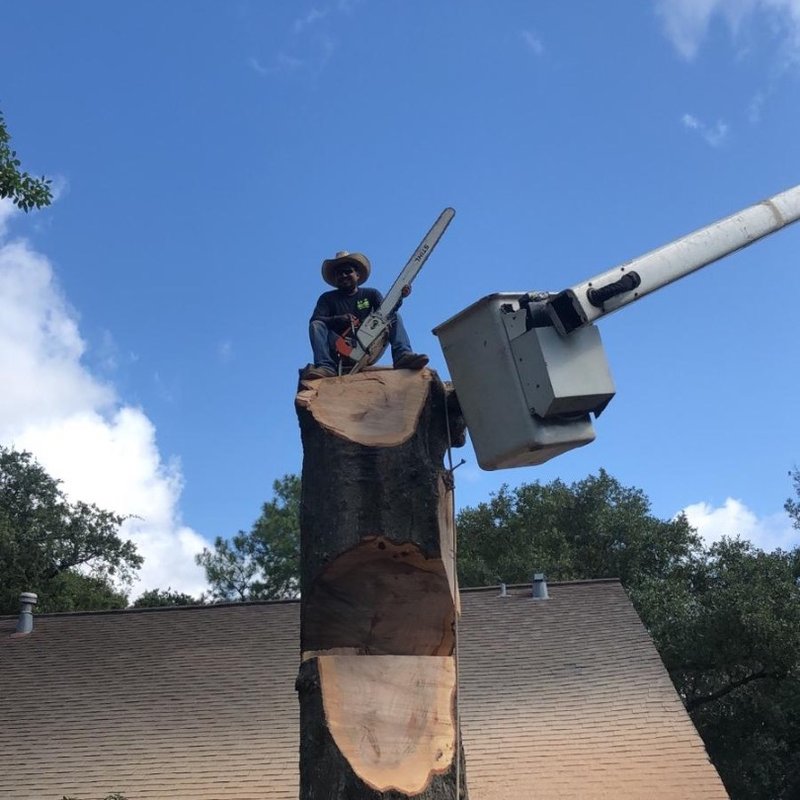 A’S TREE CARE - Updated May 2024 - 14 Photos - Cleveland, Texas - Tree ...