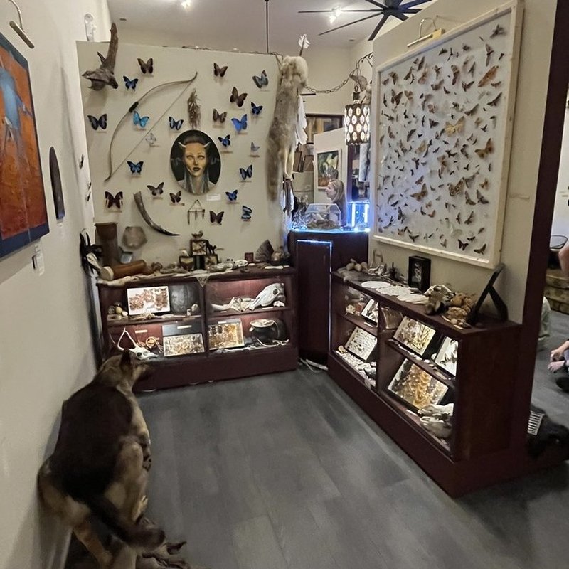 THE INSECT ASYLUM - Updated October 2025 - 60 Photos & 14 Reviews ...