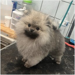 VIP DOG GROOMING - 833 Photos & 614 Reviews - 6901 W Cerritos Ave ...