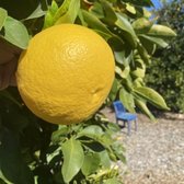 VONS - Updated December 2025 - 67 Photos & 102 Reviews - 522 N Orange ...