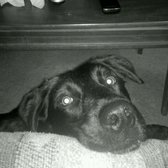 COSTCO WHOLESALE - Updated January 2026 - 25 Photos & 46 Reviews - 955 ...