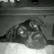 COSTCO WHOLESALE - Updated January 2026 - 25 Photos & 46 Reviews - 955 ...