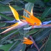 VERREE EXPRESS PIZZA - 11 Photos & 28 Reviews - 7959 Verree Rd ...