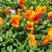 MONROE FISH MARKET - Updated March 2025 - 45 Photos & 38 Reviews - 477 ...