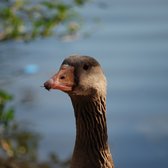 THE PIE MAN - 12 Photos - 16 Cale Street, London, United Kingdom ...