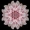 STARLING - Updated April 2026 - 46 Photos & 15 Reviews - 54 York Street ...