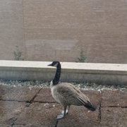 MJR UNIVERSAL CINEMA - Updated December 2025 - 47 Photos & 55 Reviews ...