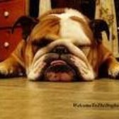 JUMP!ZONE NILES - 87 Photos & 93 Reviews - Party & Event Planning ...