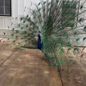 DASH INN - Updated May 2024 - 13 Photos & 69 Reviews - 620 E Hart St ...