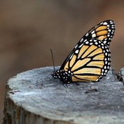 MAGNOLIA BIRD FARM - 100 Photos & 140 Reviews - Pet Stores - 12200 ...