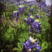 MOHAWK - 121 Photos & 260 Reviews - 912 Red River St, Austin, Texas ...