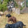 SILVANA MEATS - Updated May 2026 - 32 Photos & 120 Reviews - 1229 ...