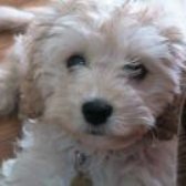 ARYA NICK SHAMIE, MD - Updated September 2025 - 27 Reviews - 1131 ...